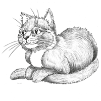 Cat Sketch — Tandy Leather, Inc.