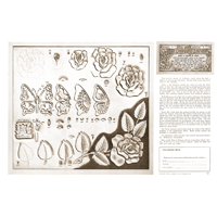 Roses and Butterfly by Al Stohlman- Series 3 Page 5 — Tandy Leather, Inc.